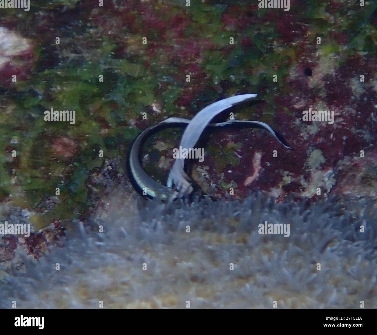 Spotted Drum (Eques punctatus Stock Photo - Alamy