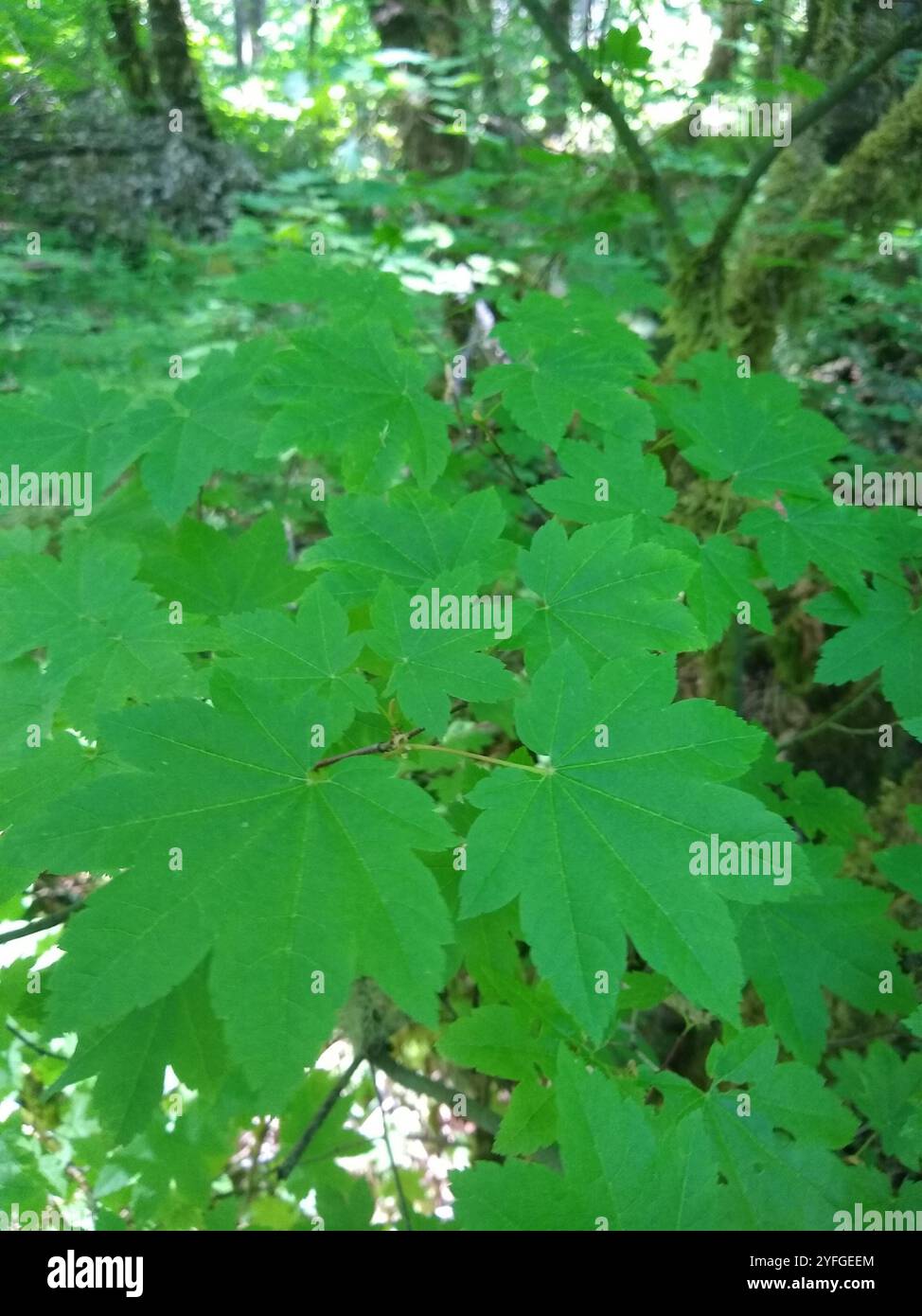 Vine Maple (Acer circinatum Stock Photo - Alamy