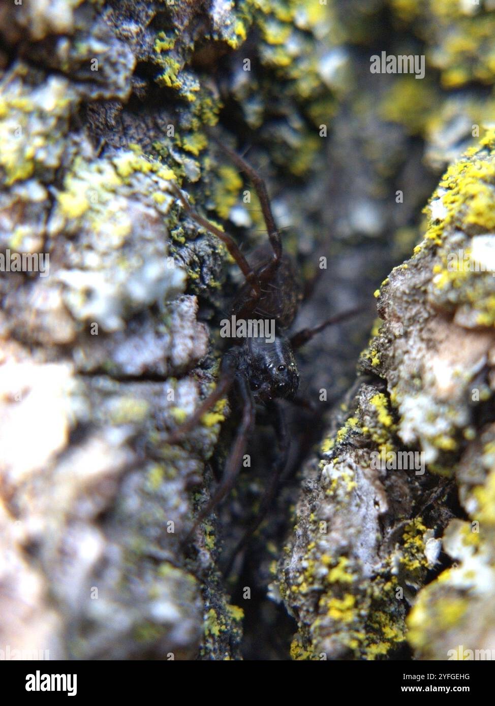 Thin-legged Wolf Spiders (Pardosa Stock Photo - Alamy
