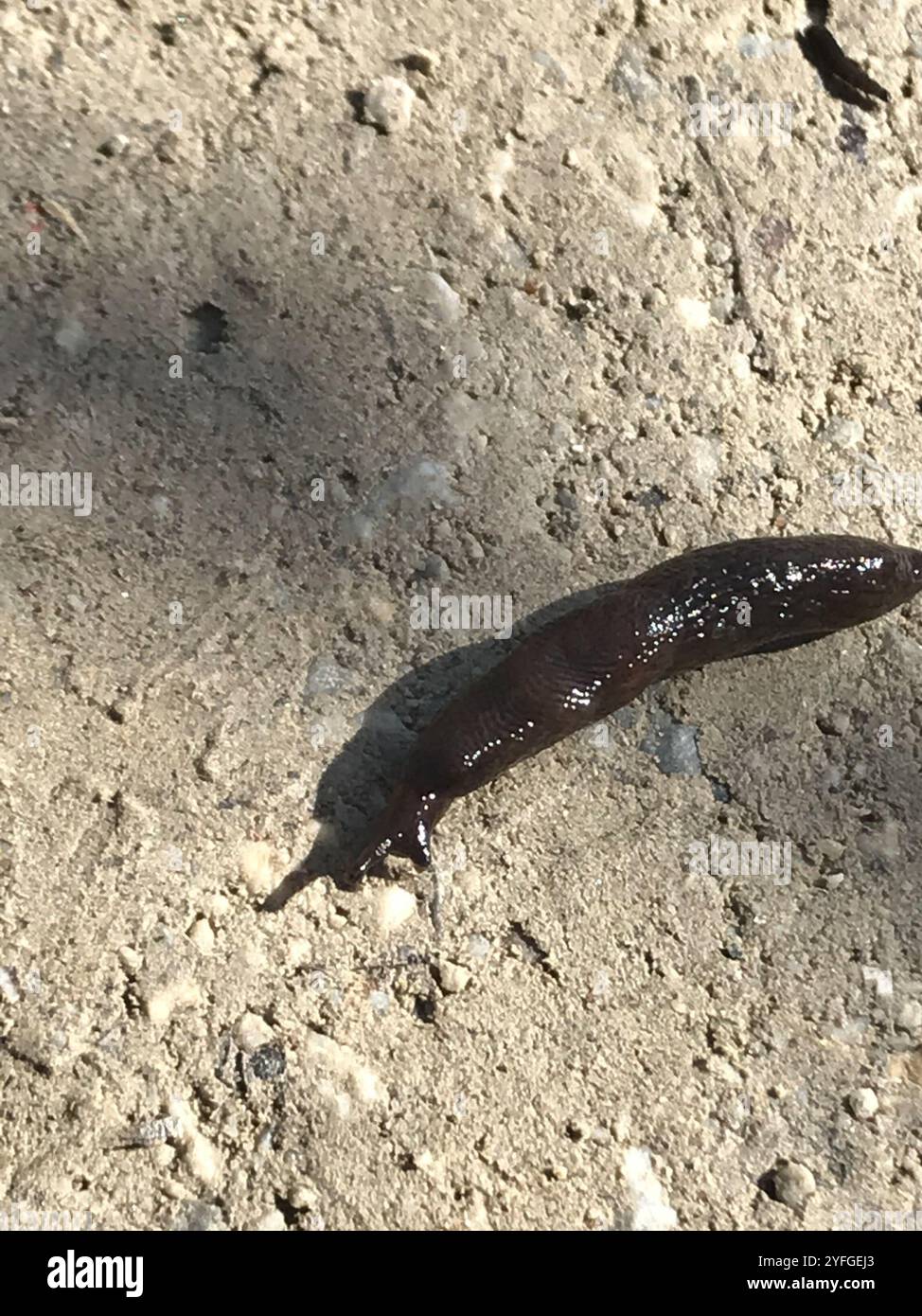 Smooth Land Slugs (Deroceras Stock Photo - Alamy