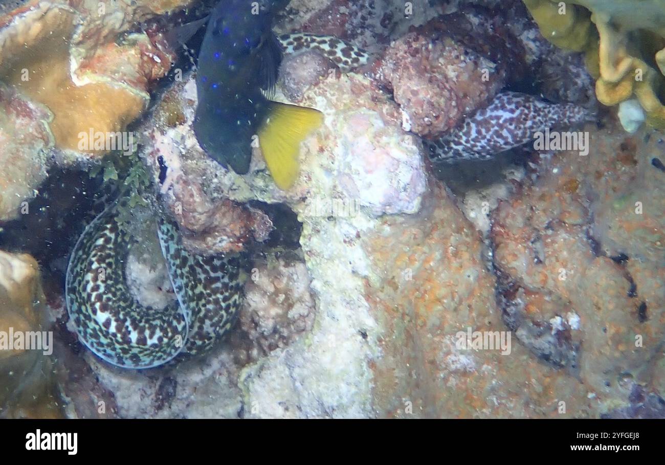 Spotted Moray (Gymnothorax moringa Stock Photo - Alamy