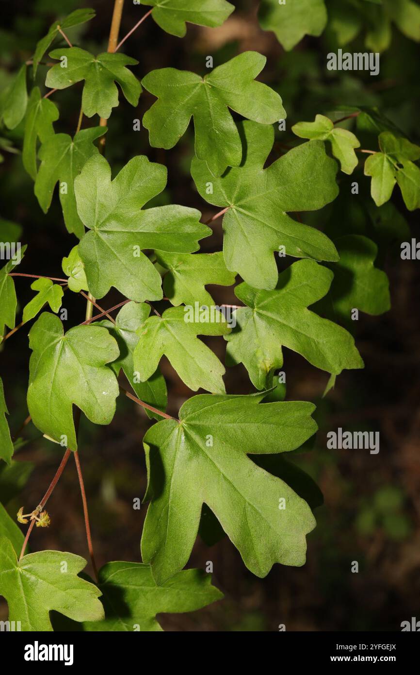 field maple (Acer campestre Stock Photo - Alamy