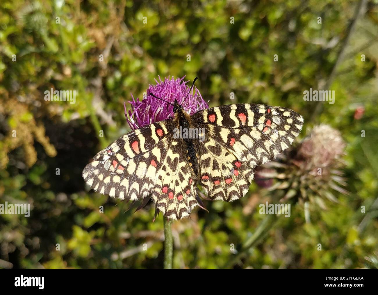 Spanish Festoon (Zerynthia rumina Stock Photo - Alamy