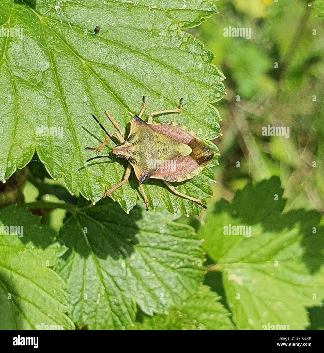 northern fruit bug (Carpocoris fuscispinus Stock Photo - Alamy