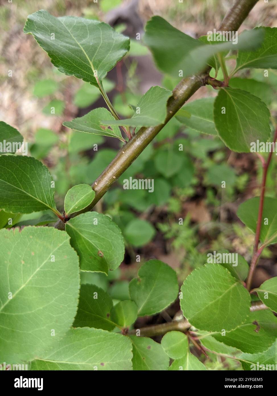 Callery pear (Pyrus calleryana Stock Photo - Alamy