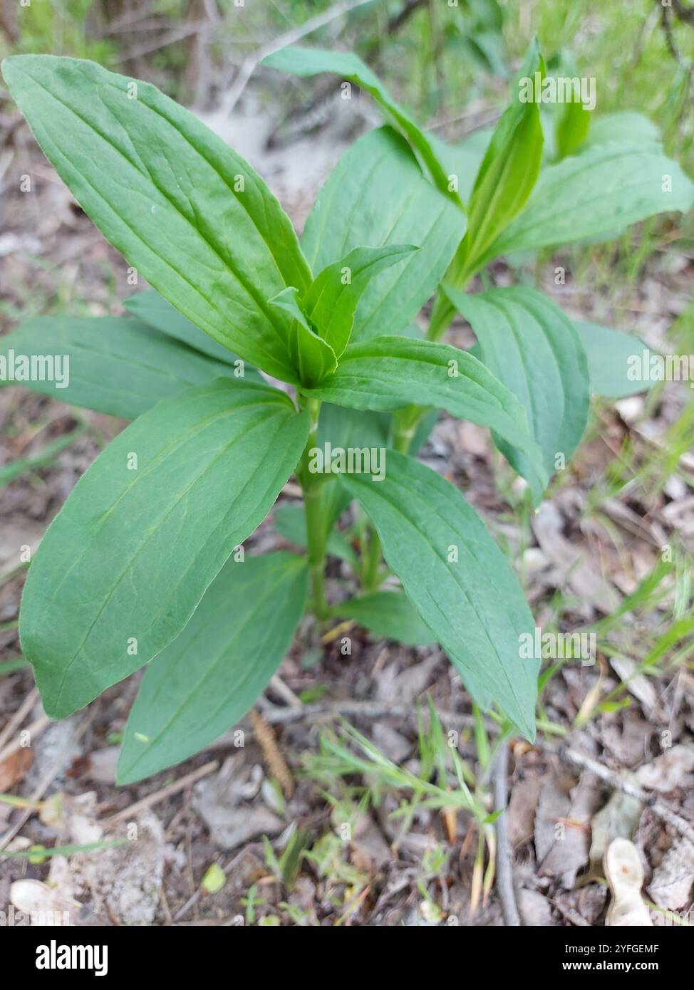 common soapwort (Saponaria officinalis Stock Photo - Alamy