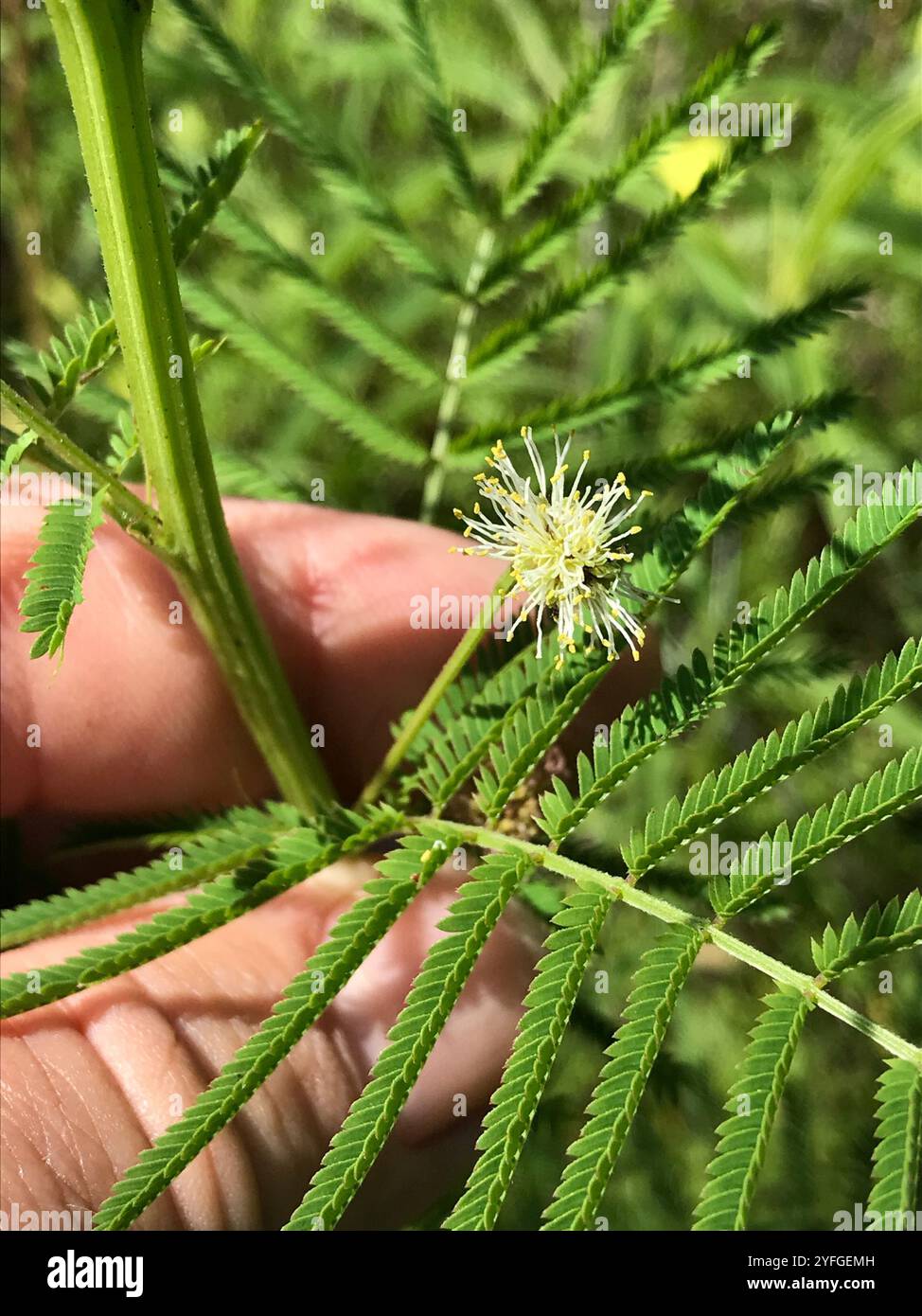 Illinois bundleflower (Desmanthus illinoensis Stock Photo - Alamy
