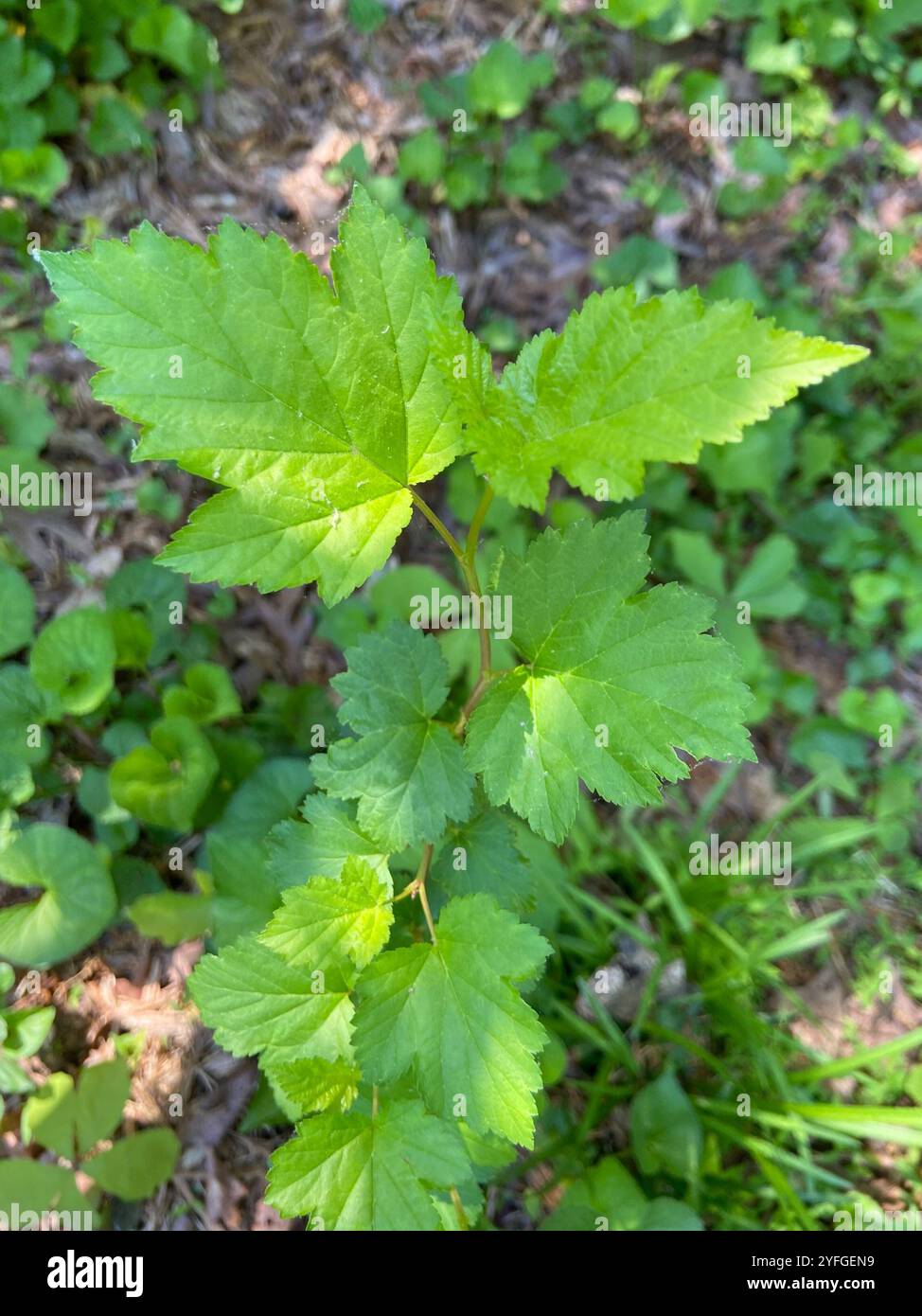 common ninebark (Physocarpus opulifolius Stock Photo - Alamy
