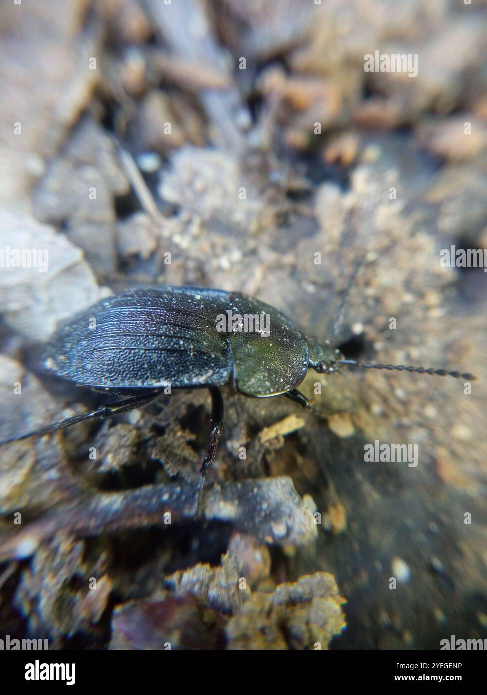 Black snail beetle (Phosphuga atrata Stock Photo - Alamy