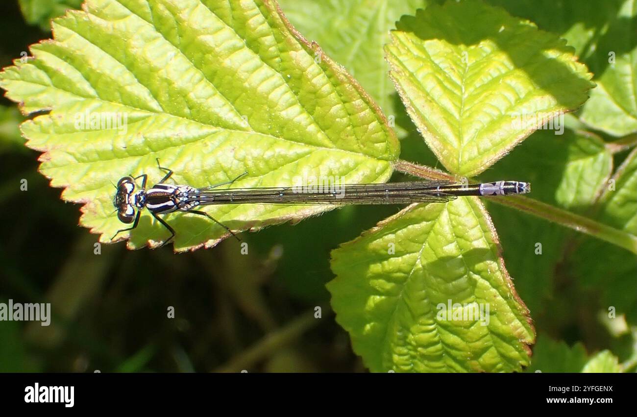 Narrow-winged Damselflies (Coenagrionidae Stock Photo - Alamy