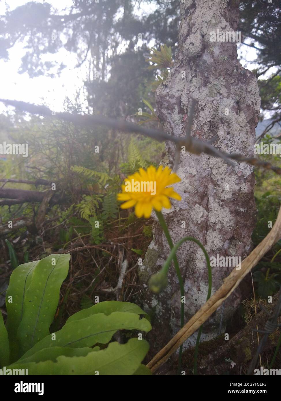 common dandelion (Taraxacum officinale Stock Photo - Alamy