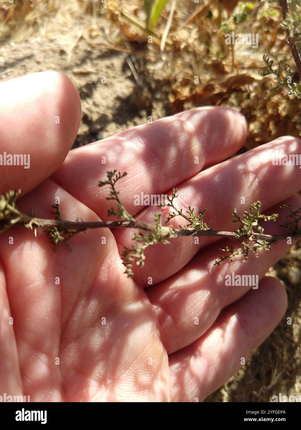 Stinknet hi-res stock photography and images - Alamy