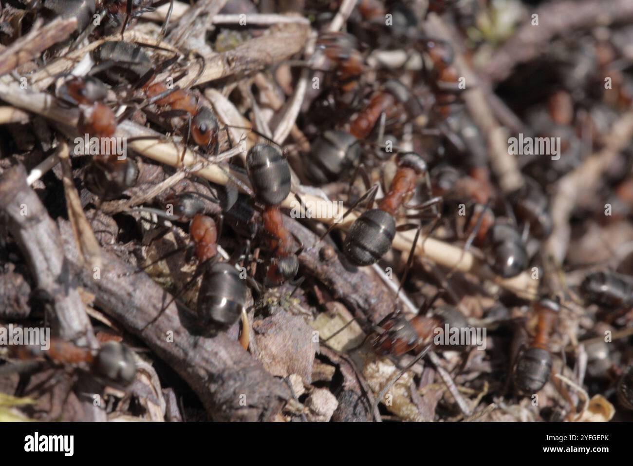 Southern Wood Ant (Formica rufa Stock Photo - Alamy