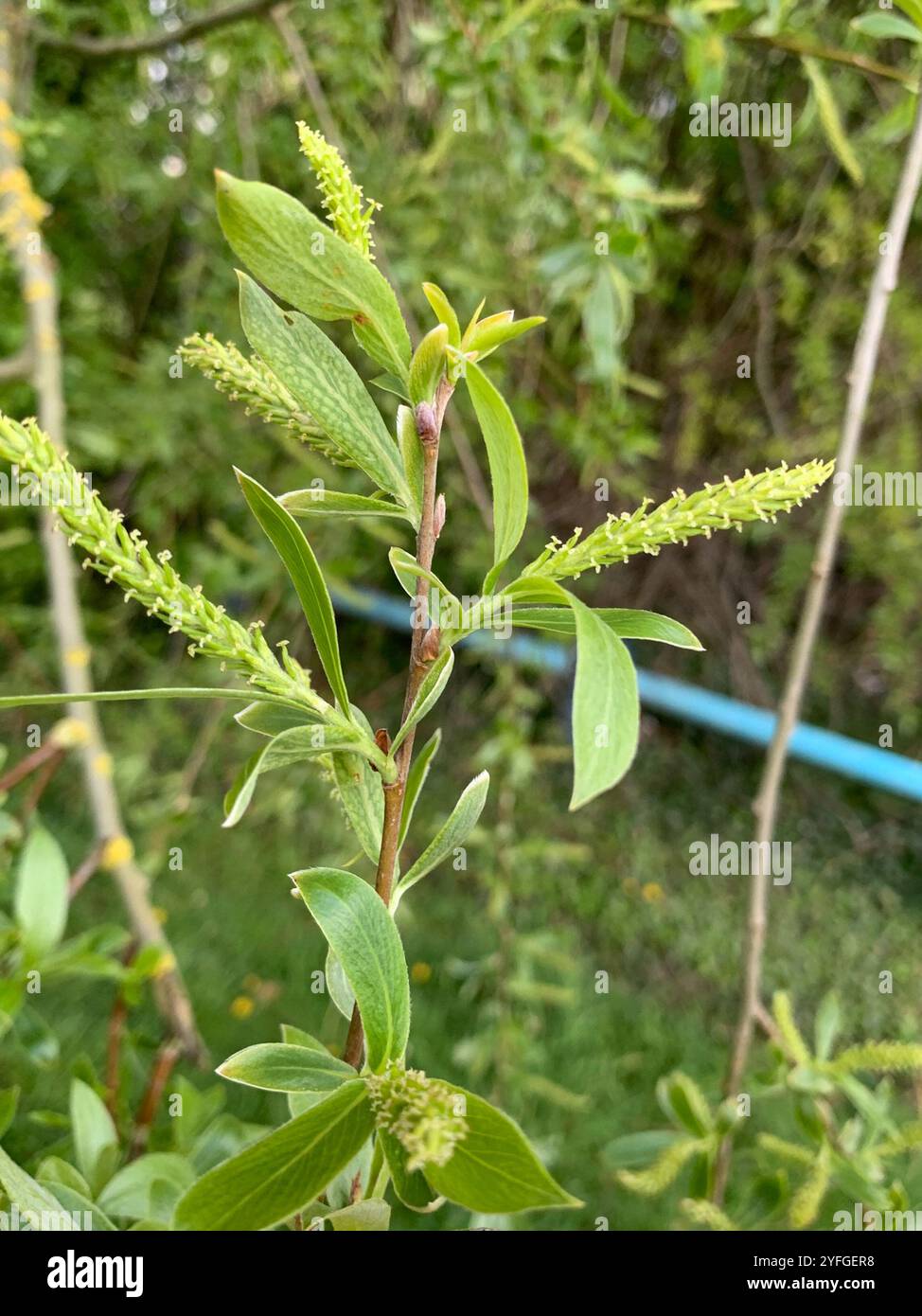 hybrid crack willow (Salix × fragilis Stock Photo - Alamy