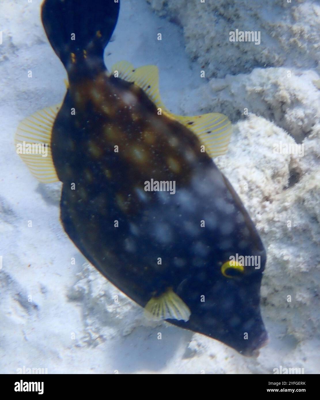Whitespotted Filefish (Cantherhines macrocerus Stock Photo - Alamy