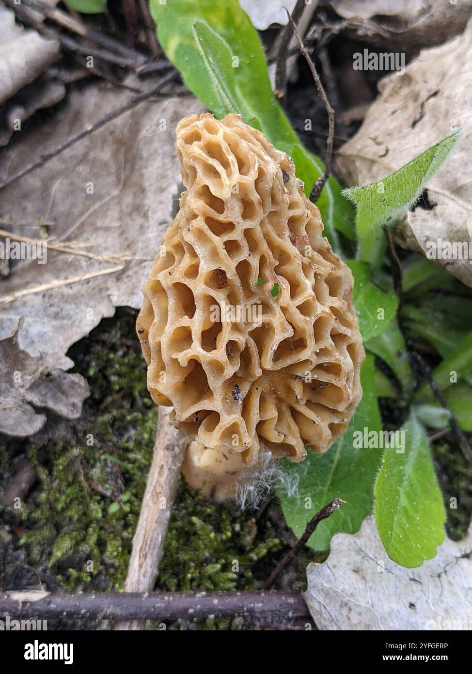 true morels (Morchella Stock Photo - Alamy