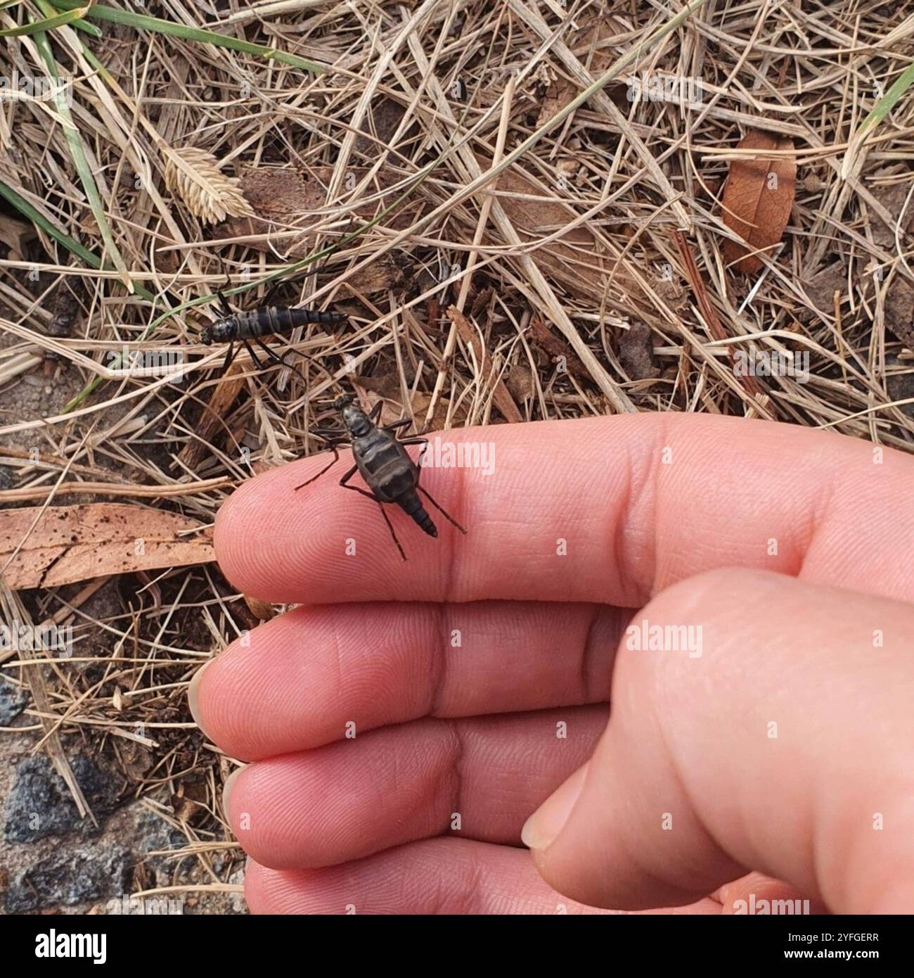 Australian Wingless Soldier Fly (Boreoides subulatus Stock Photo - Alamy