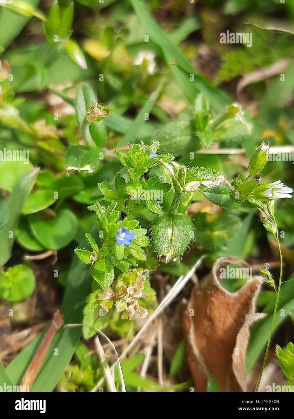 corn speedwell (Veronica arvensis Stock Photo - Alamy