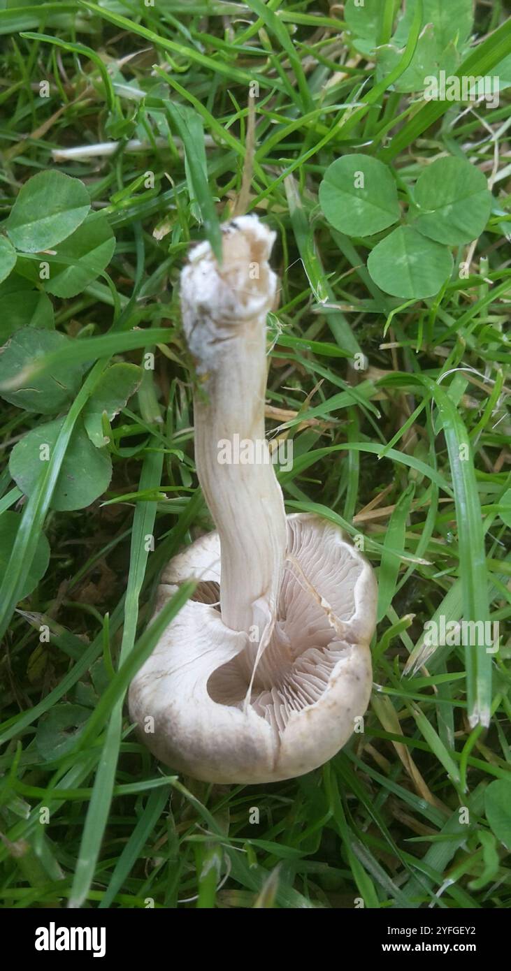 Spring Fieldcap (Agrocybe praecox Stock Photo - Alamy