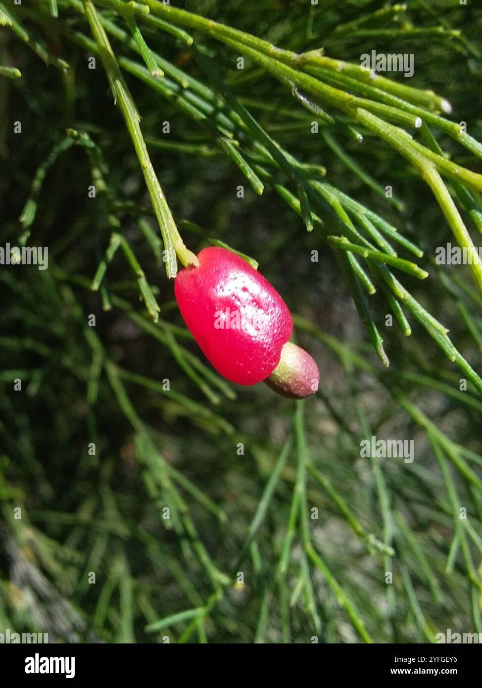 Exocarpos cupressiformis hi-res stock photography and images - Alamy