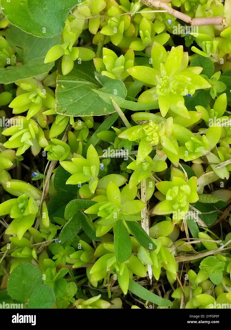 Stringy Stonecrop (Sedum sarmentosum Stock Photo - Alamy