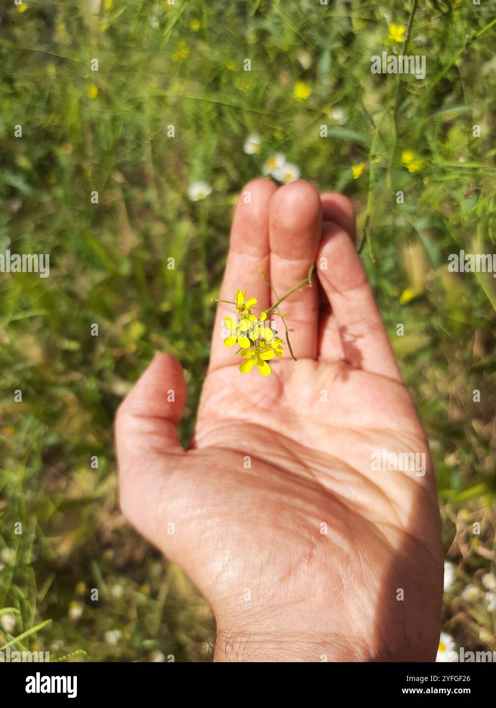 London rocket (Sisymbrium irio Stock Photo - Alamy