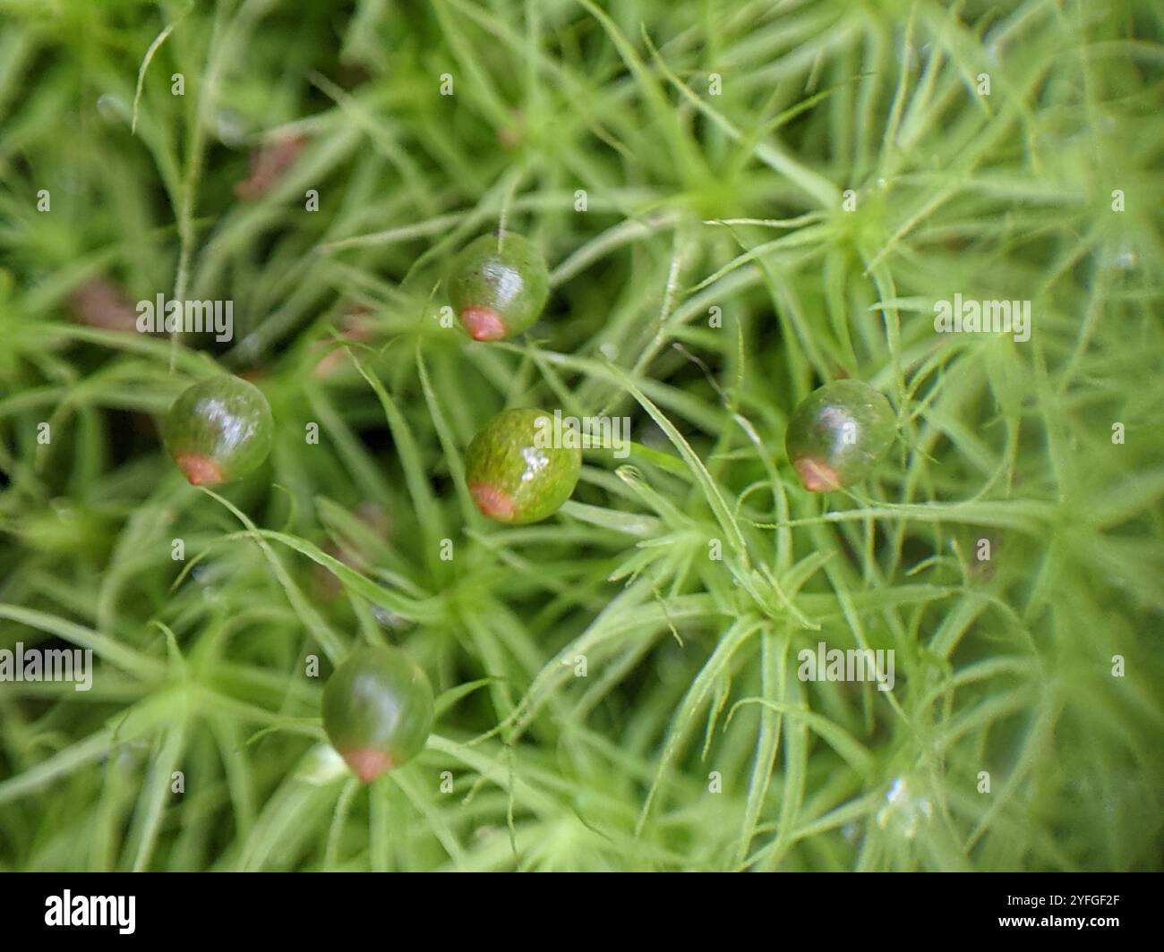 Common Apple-moss (Bartramia pomiformis Stock Photo - Alamy