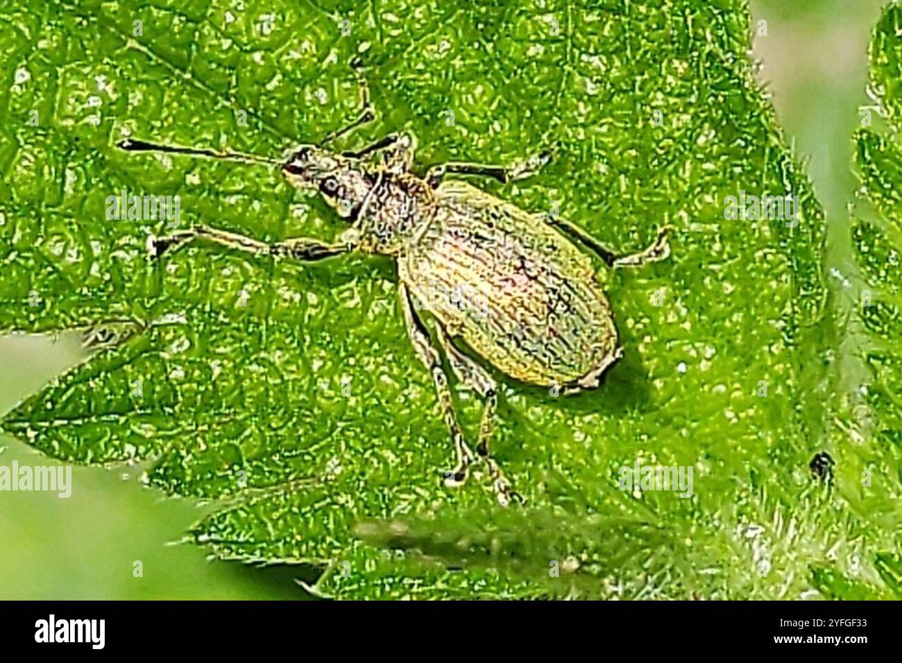 Nettle weevil (Phyllobius pomaceus Stock Photo - Alamy