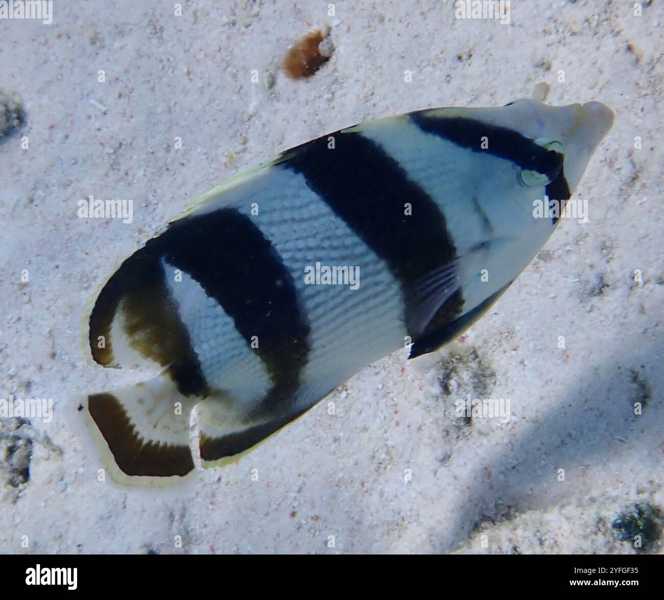 Banded Butterflyfish (Chaetodon striatus Stock Photo - Alamy