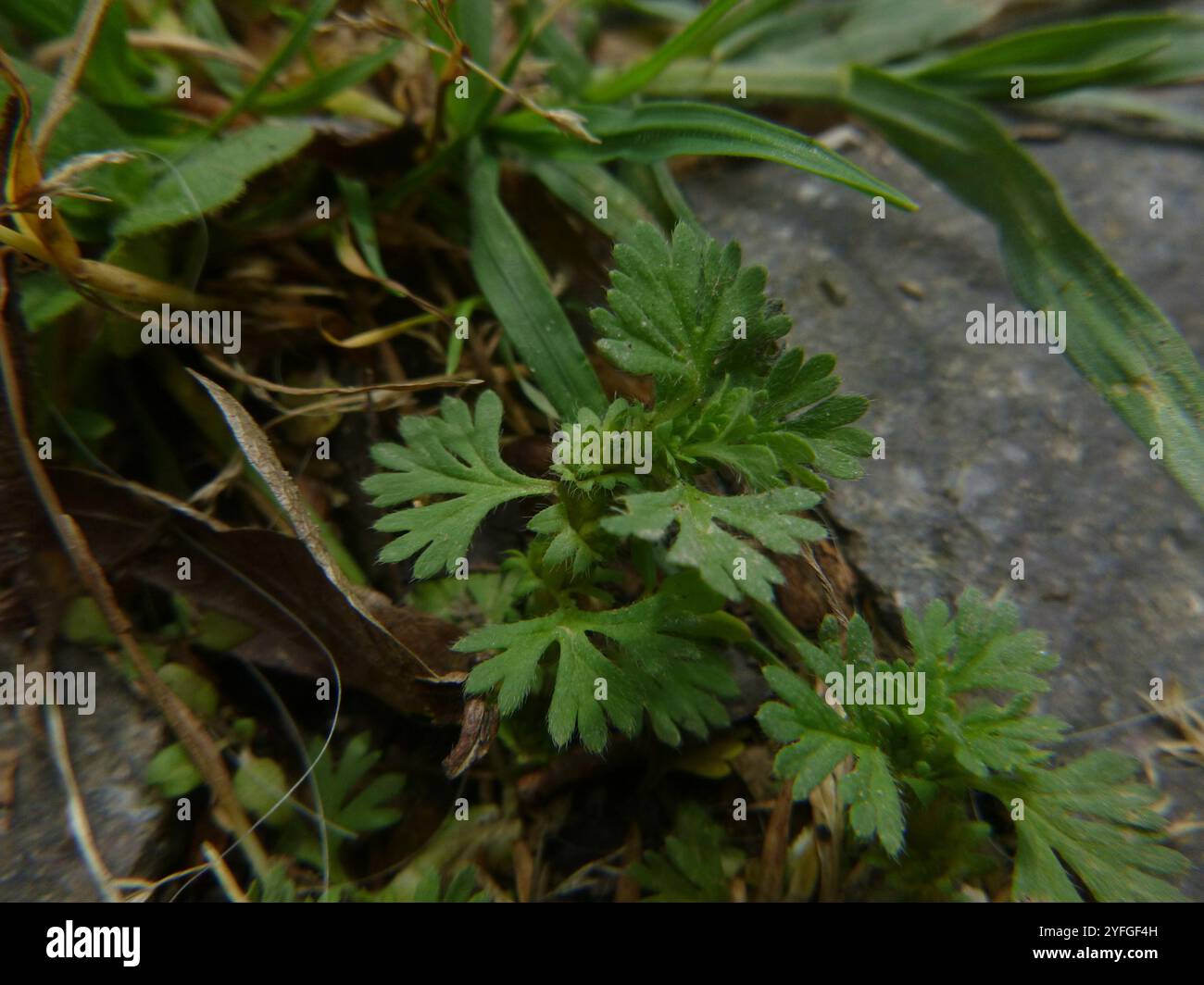 Field Parsley Piert (Alchemilla arvensis Stock Photo - Alamy