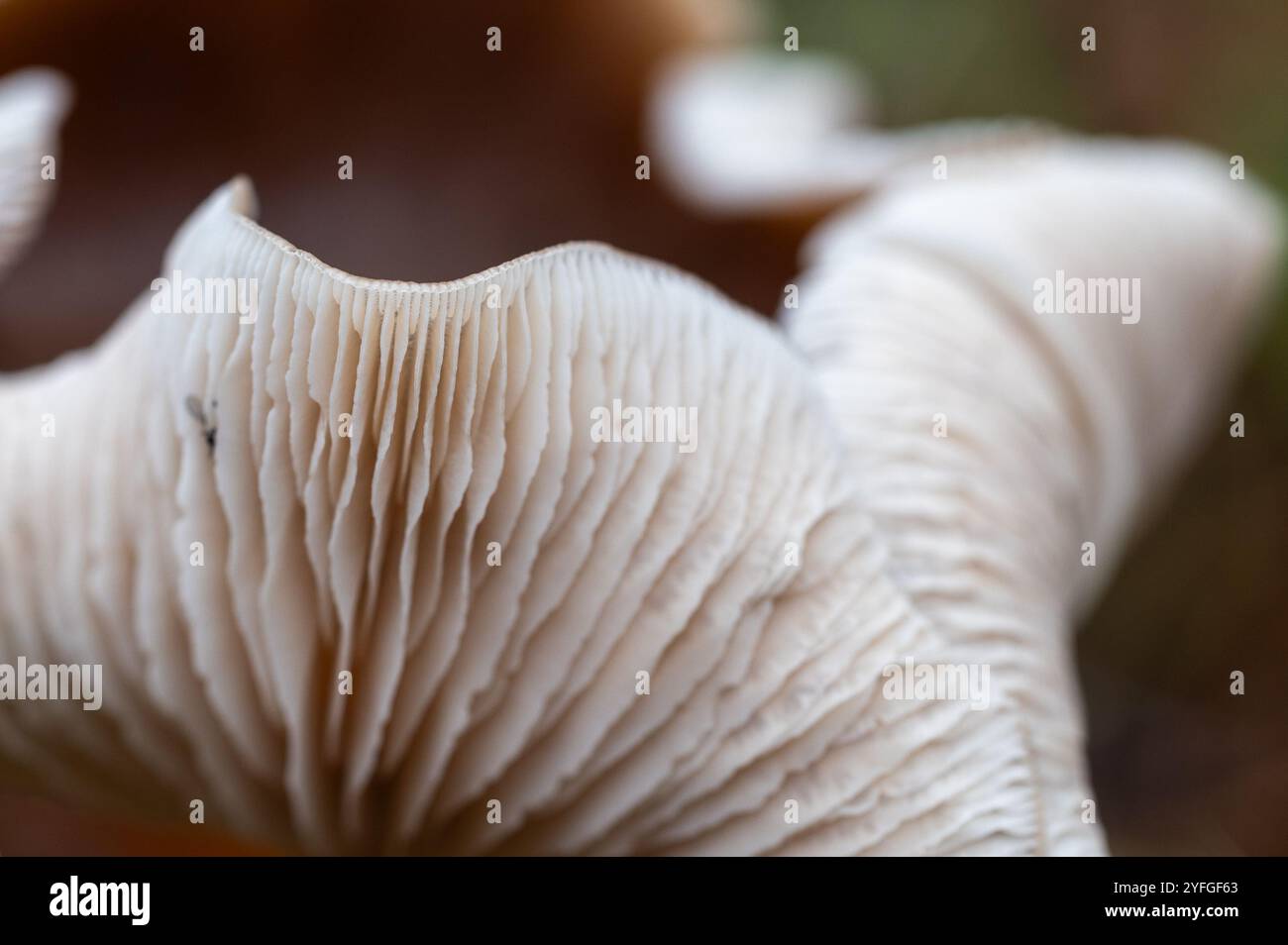 Funnel mushroom micro hi-res stock photography and images - Alamy