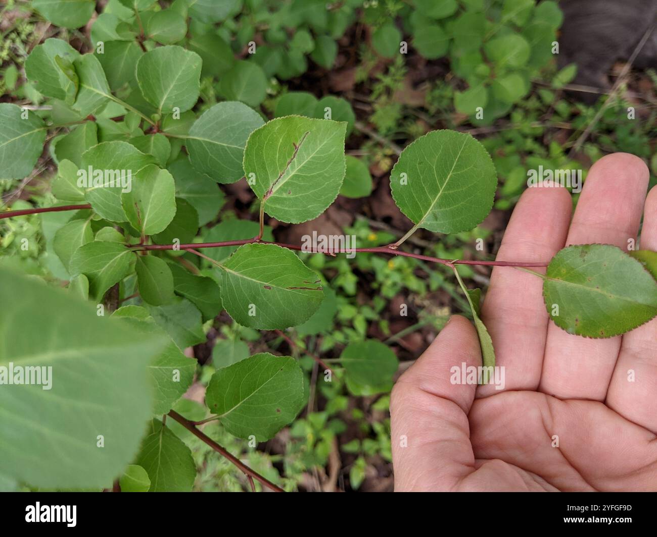Callery pear (Pyrus calleryana Stock Photo - Alamy