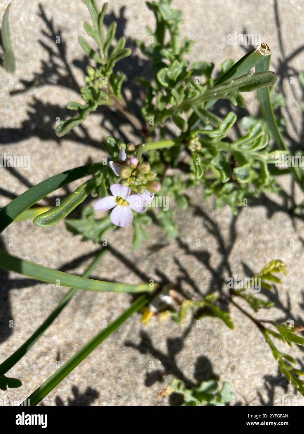 European Searocket (Cakile maritima Stock Photo - Alamy
