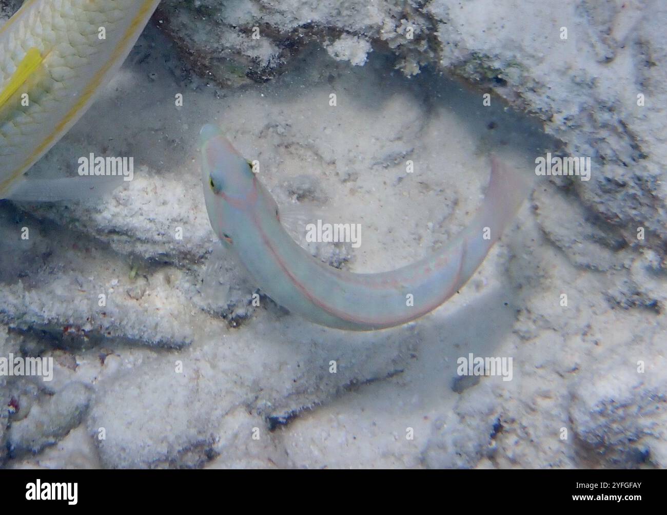 Slippery Dick (Halichoeres bivittatus Stock Photo - Alamy Slippery Dick (Halichoeres bivittatus Stock Photo - Alamy