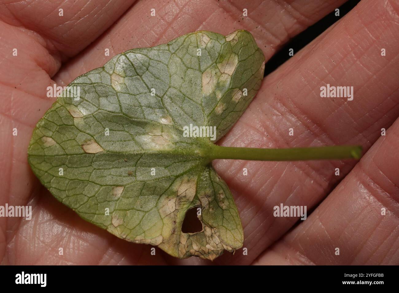 Entyloma hi-res stock photography and images - Alamy