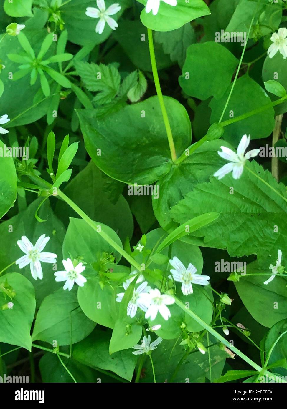 Candy Flower (Claytonia sibirica Stock Photo - Alamy