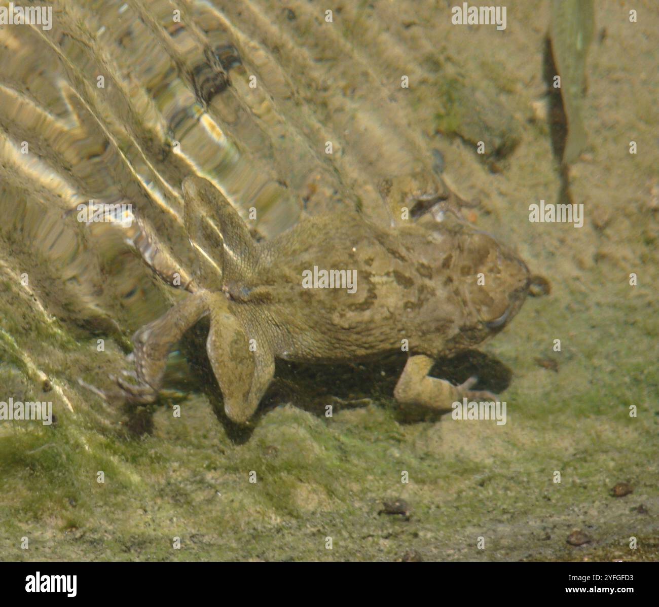 Arabian Toad (Sclerophrys arabica Stock Photo - Alamy