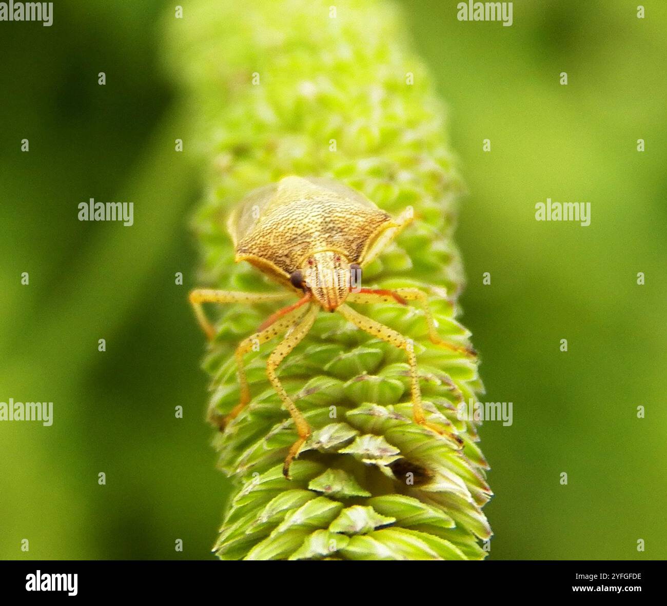 Rice Stink Bug (Oebalus pugnax Stock Photo - Alamy