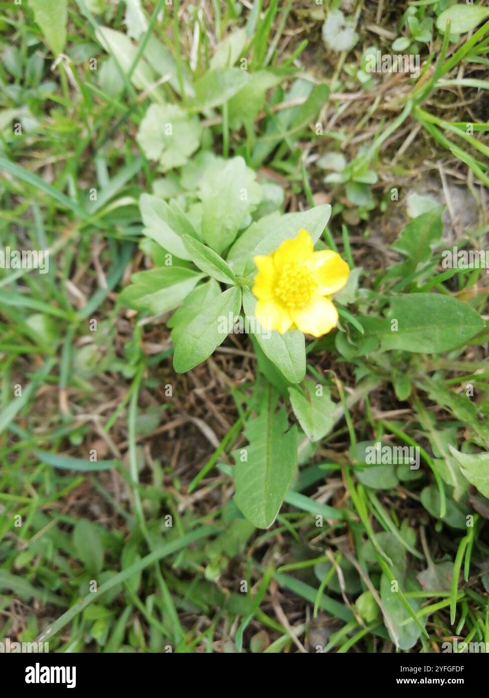 One-leaf buttercup (Ranunculus monophyllus Stock Photo - Alamy