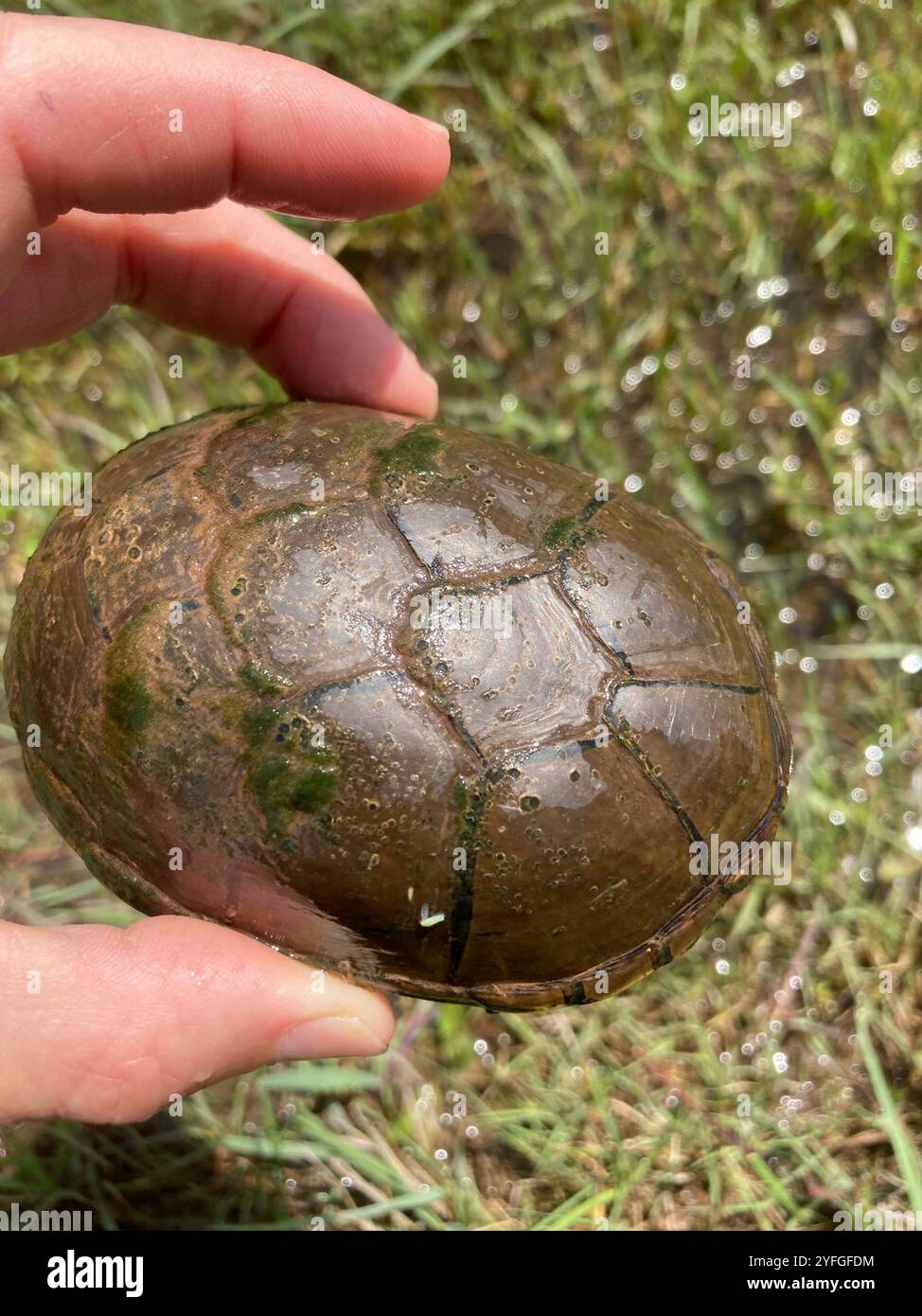 Yellow Mud Turtle (Kinosternon flavescens Stock Photo - Alamy