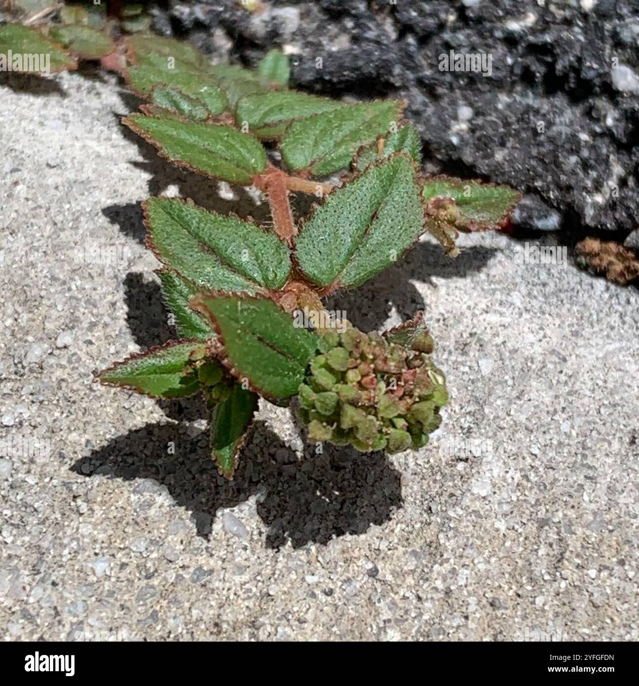 Florida Hammock Sandmat (Euphorbia ophthalmica Stock Photo - Alamy