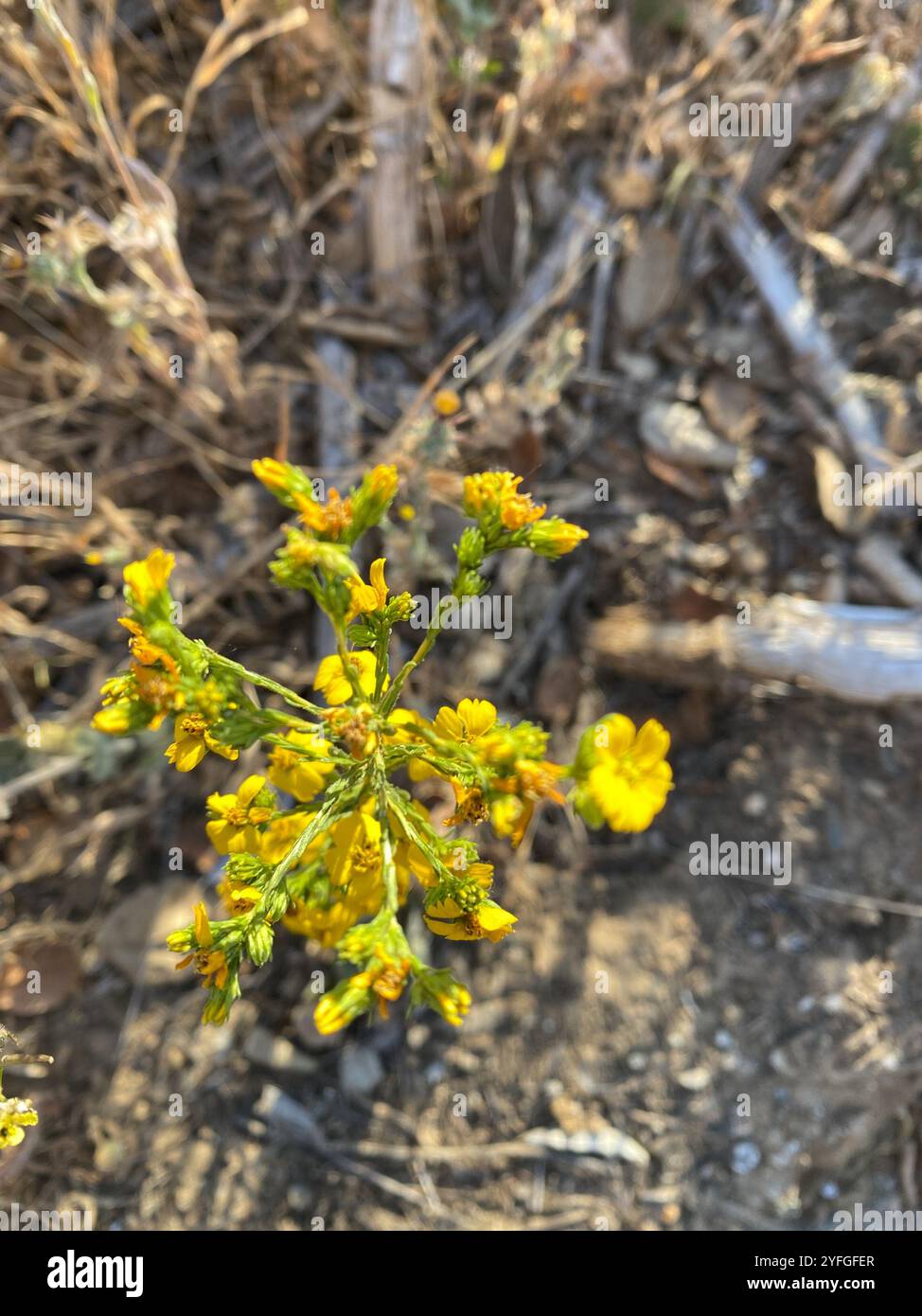 Clustered Tarweed (Deinandra fasciculata Stock Photo - Alamy