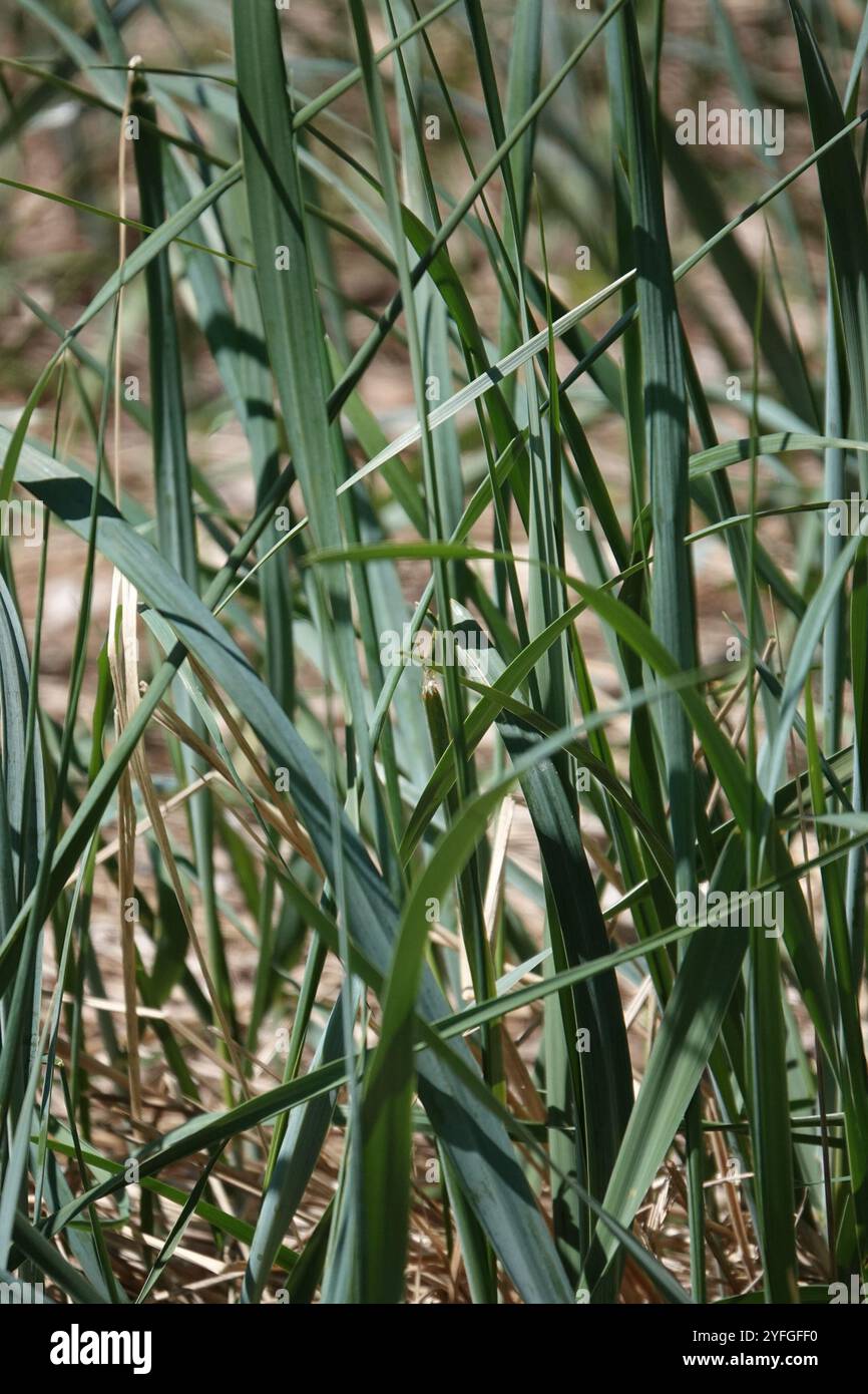 Leymus mollis hi-res stock photography and images - Alamy