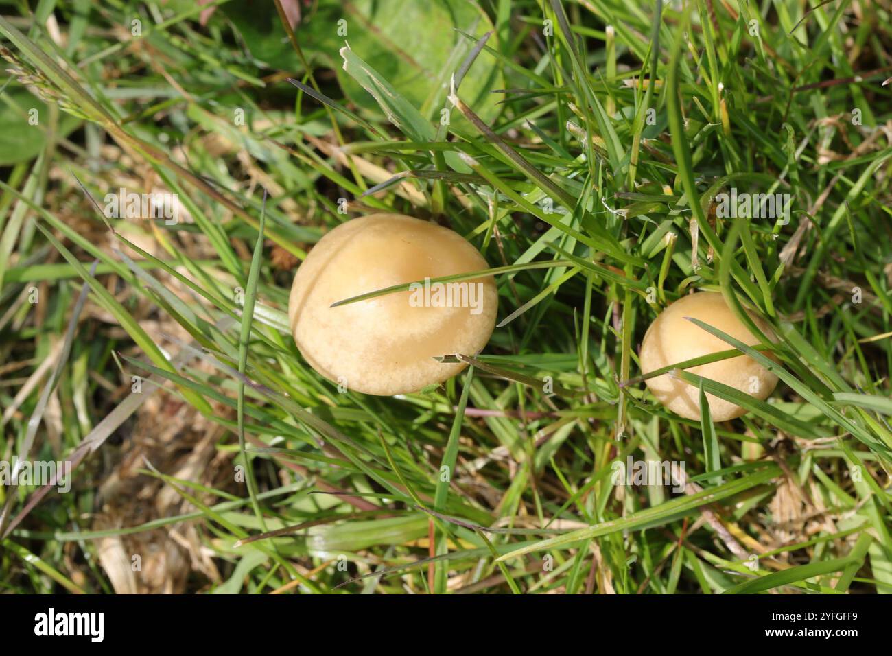 Common Fieldcap (Agrocybe pediades Stock Photo - Alamy
