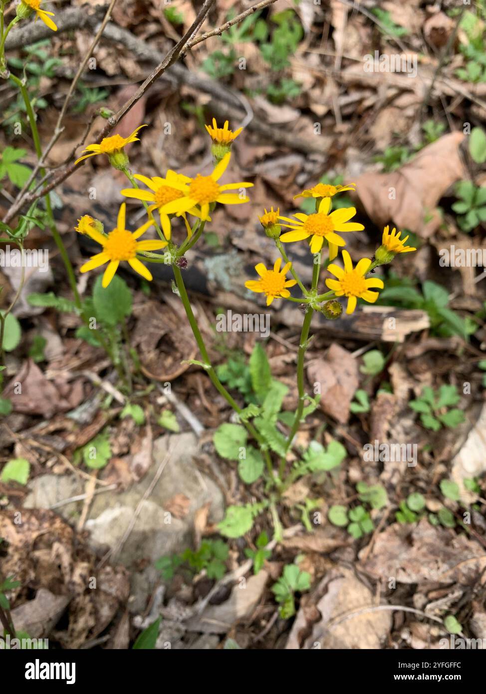 roundleaf ragwort (Packera obovata Stock Photo - Alamy