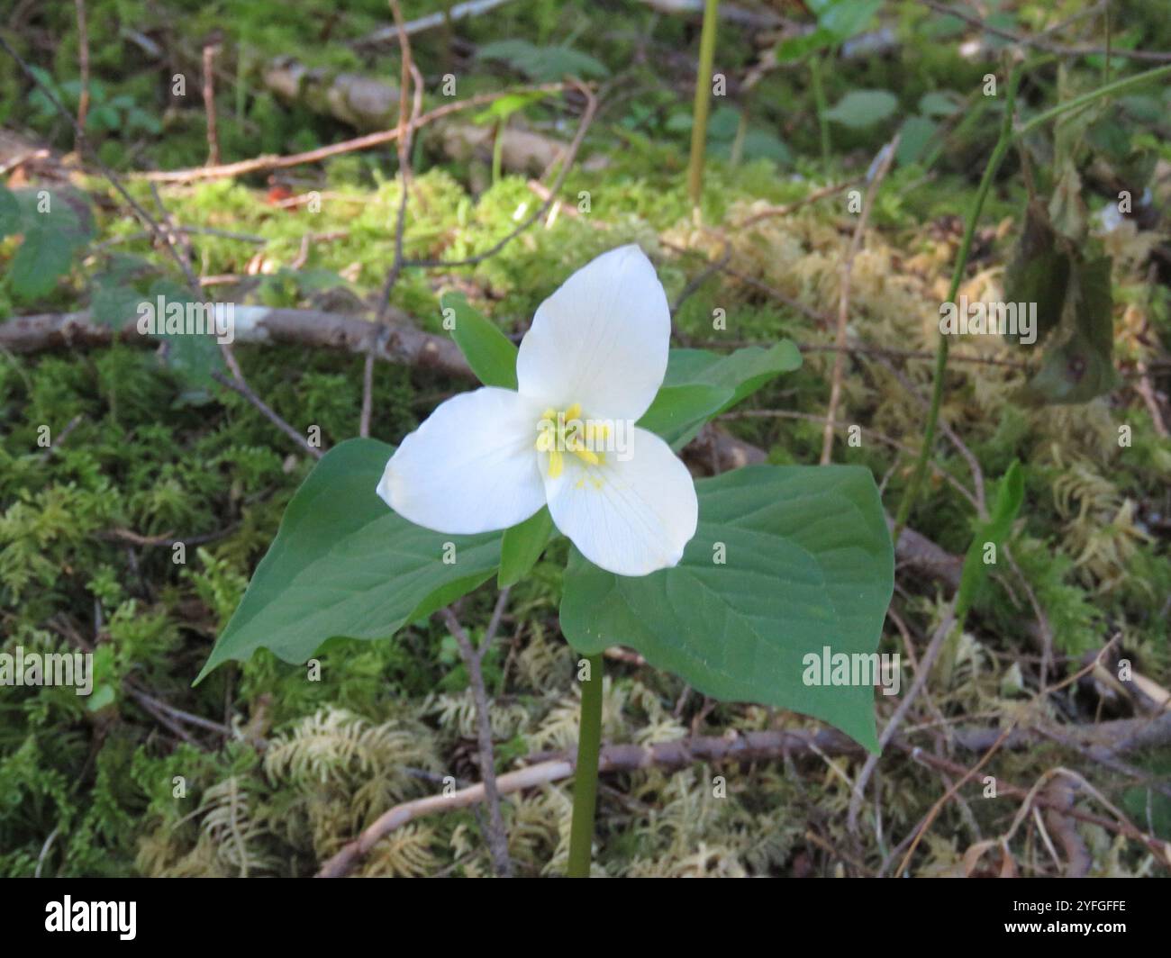 Pacific trillium (Trillium ovatum Stock Photo - Alamy