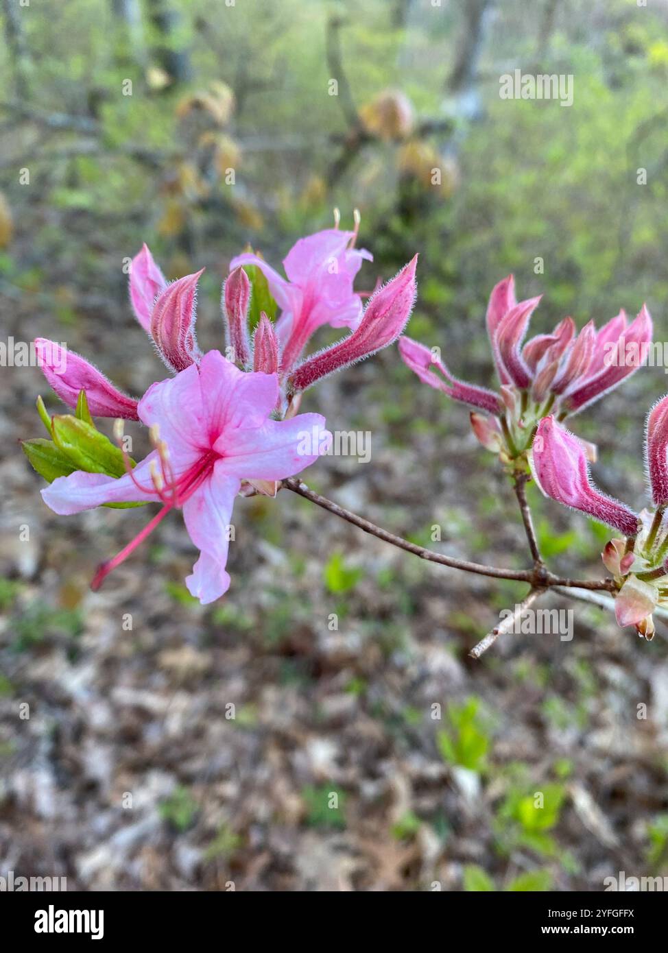 rhododendrons and azaleas (Rhododendron Stock Photo - Alamy