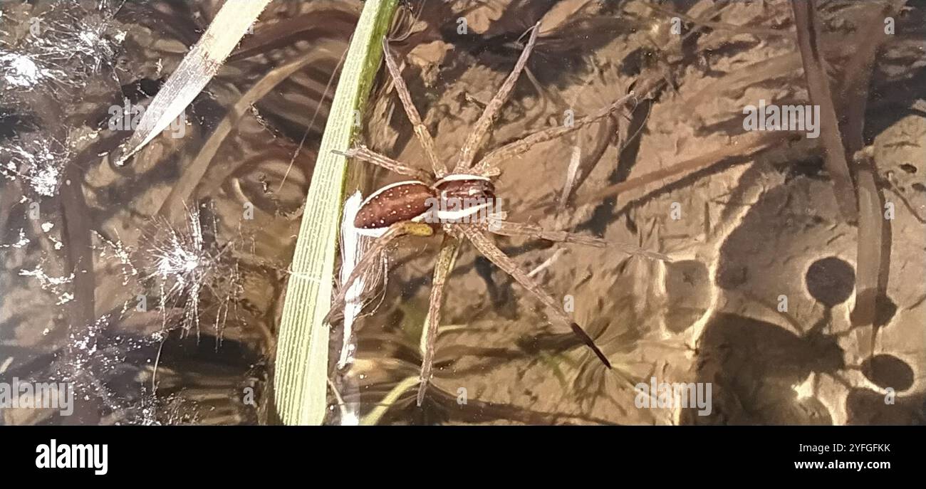 Raft Spider (Dolomedes fimbriatus Stock Photo - Alamy