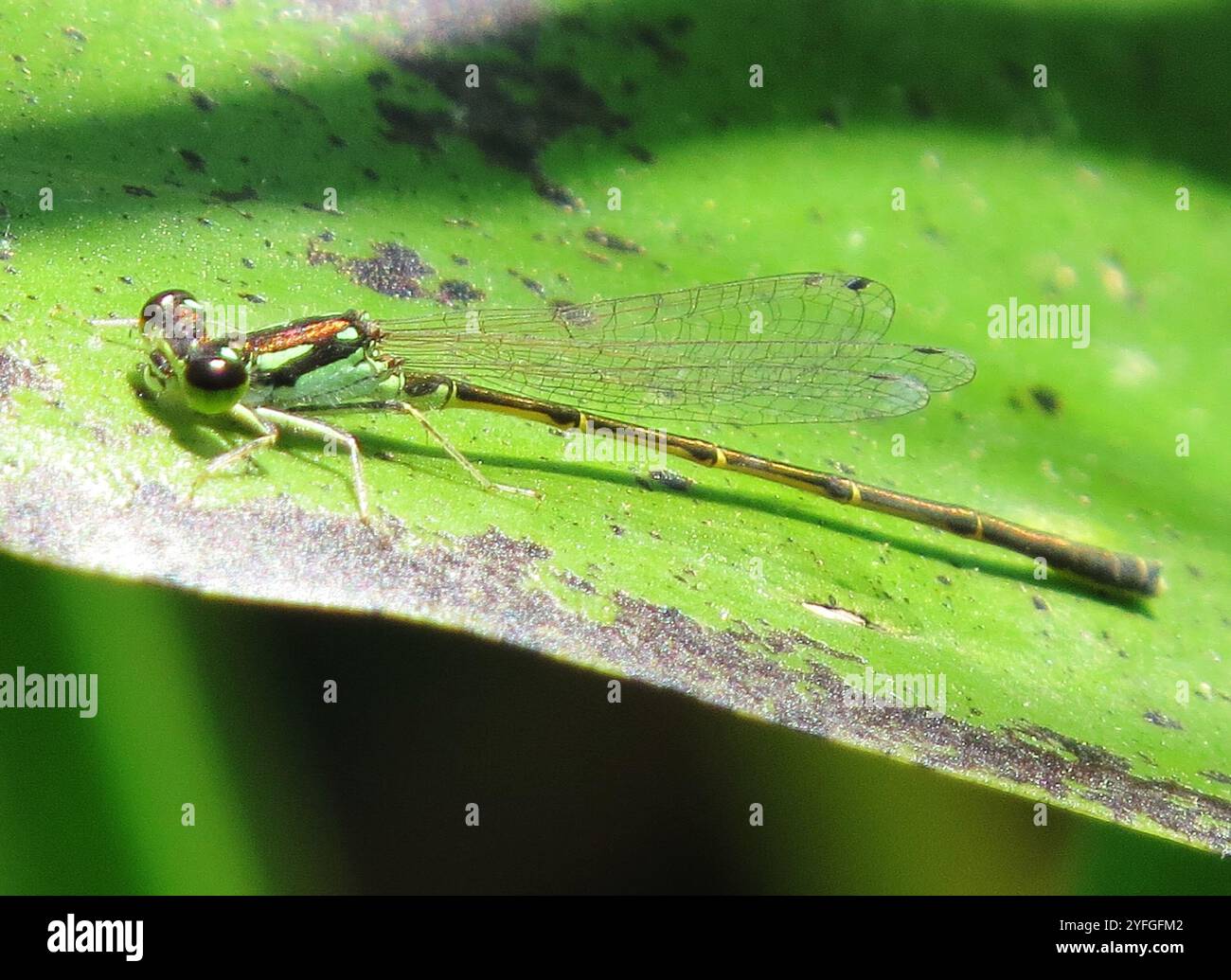 Fragile Forktail (Ischnura posita Stock Photo - Alamy