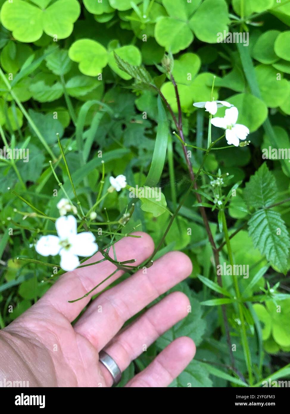 seaside bittercress (Cardamine angulata Stock Photo - Alamy